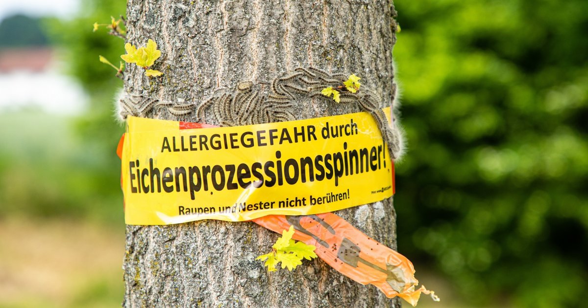 Eichenprozessionsspinner an jedem dritten Baum | Gemeinde Stemwede